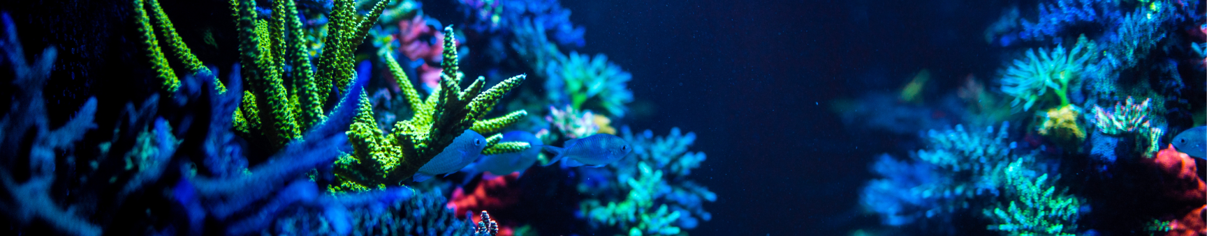 Reef Factory - smart aquarium devices